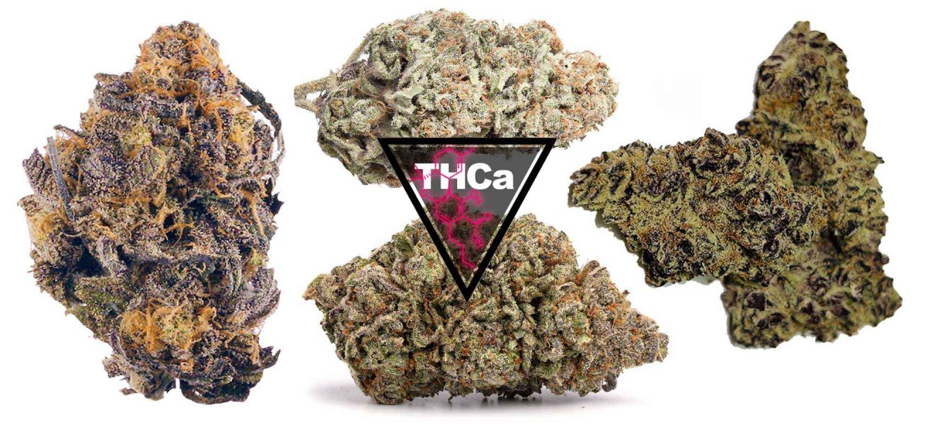 DOOB THCA BUD - LIONSDELIVER